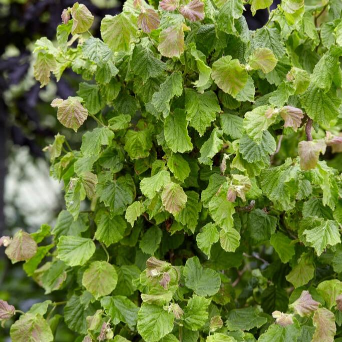 Corylus avellana Twister 50-60 CM C7.5 – Windyridge Garden Centre