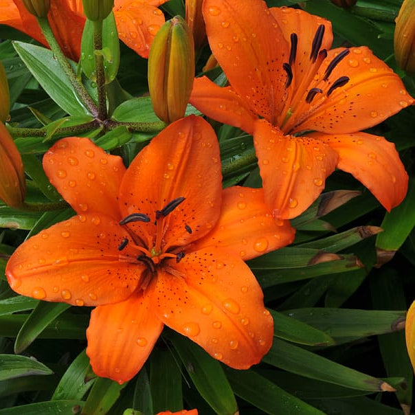 Lilium Orange Pixie 2L – Windyridge Garden Centre