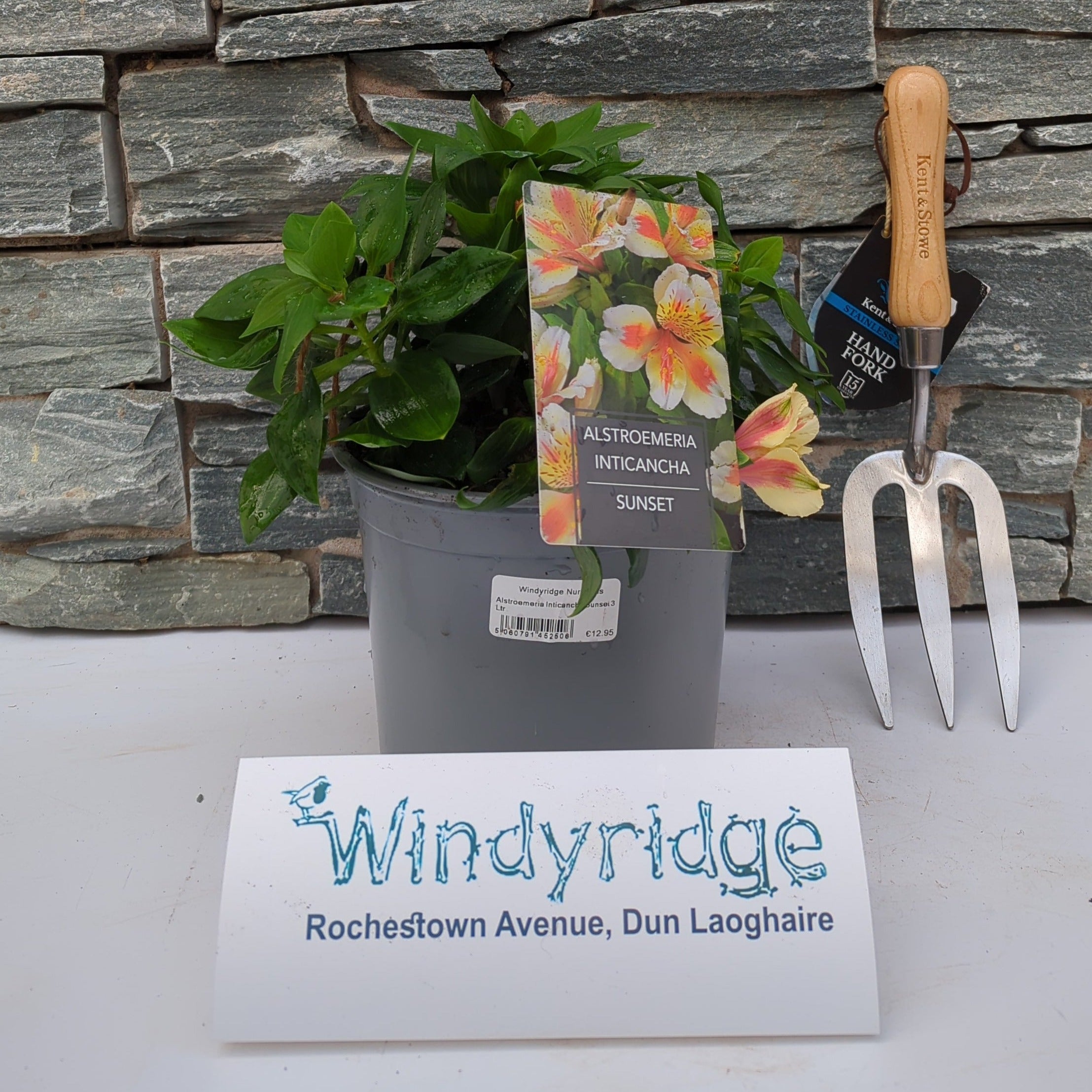 Alstroemeria Inticancha Sunset 3 Ltr – Windyridge Garden Centre