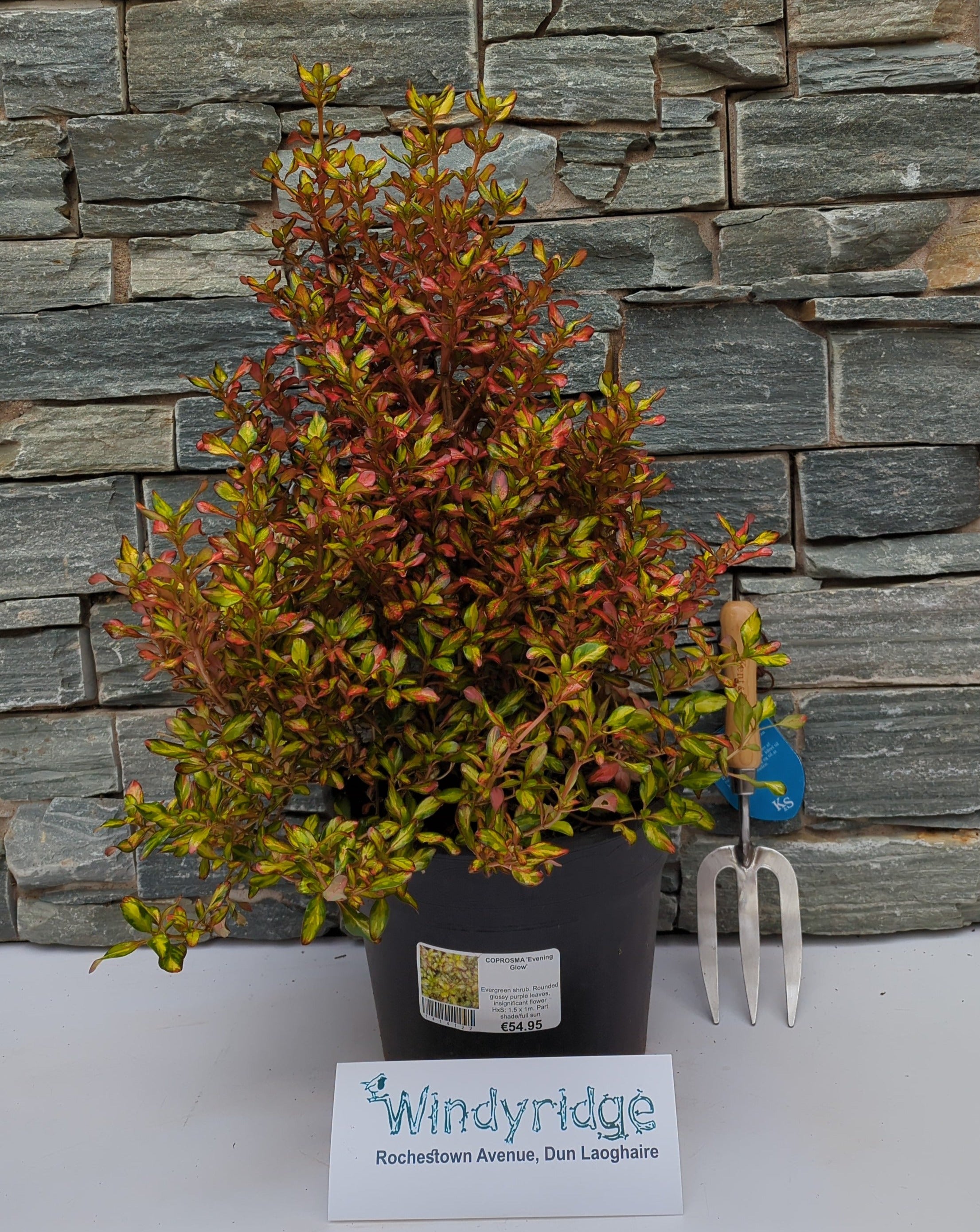 COPROSMA Evening Glow – Windyridge Garden Centre