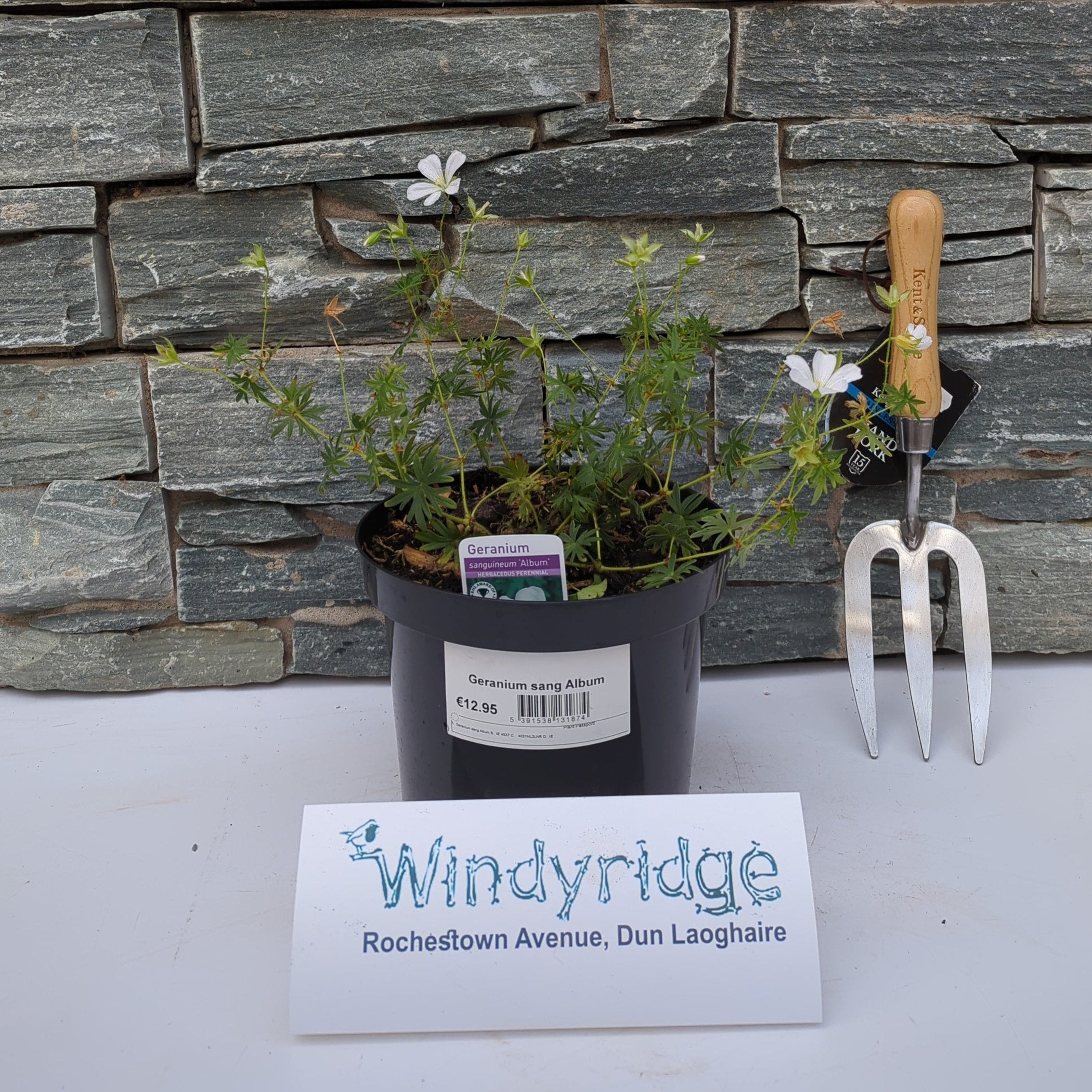 Geranium sang Alba – Windyridge Garden Centre