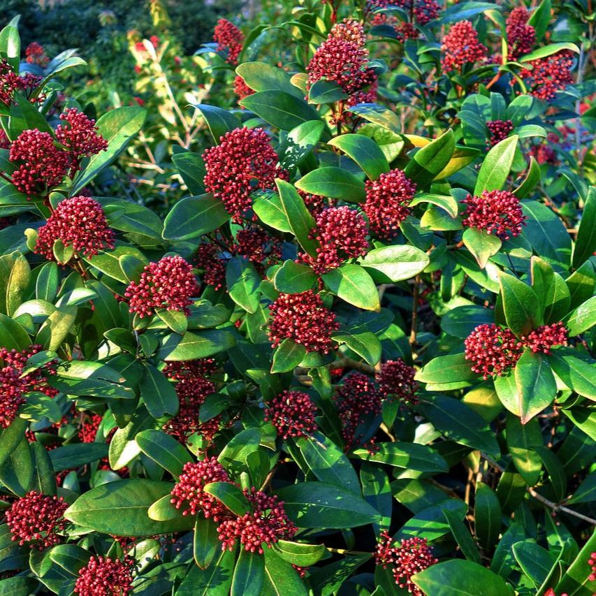 Buy Skimmia Jap. Rubella C1.5 10-15 Flwr. Online | Windyridge Garden ...