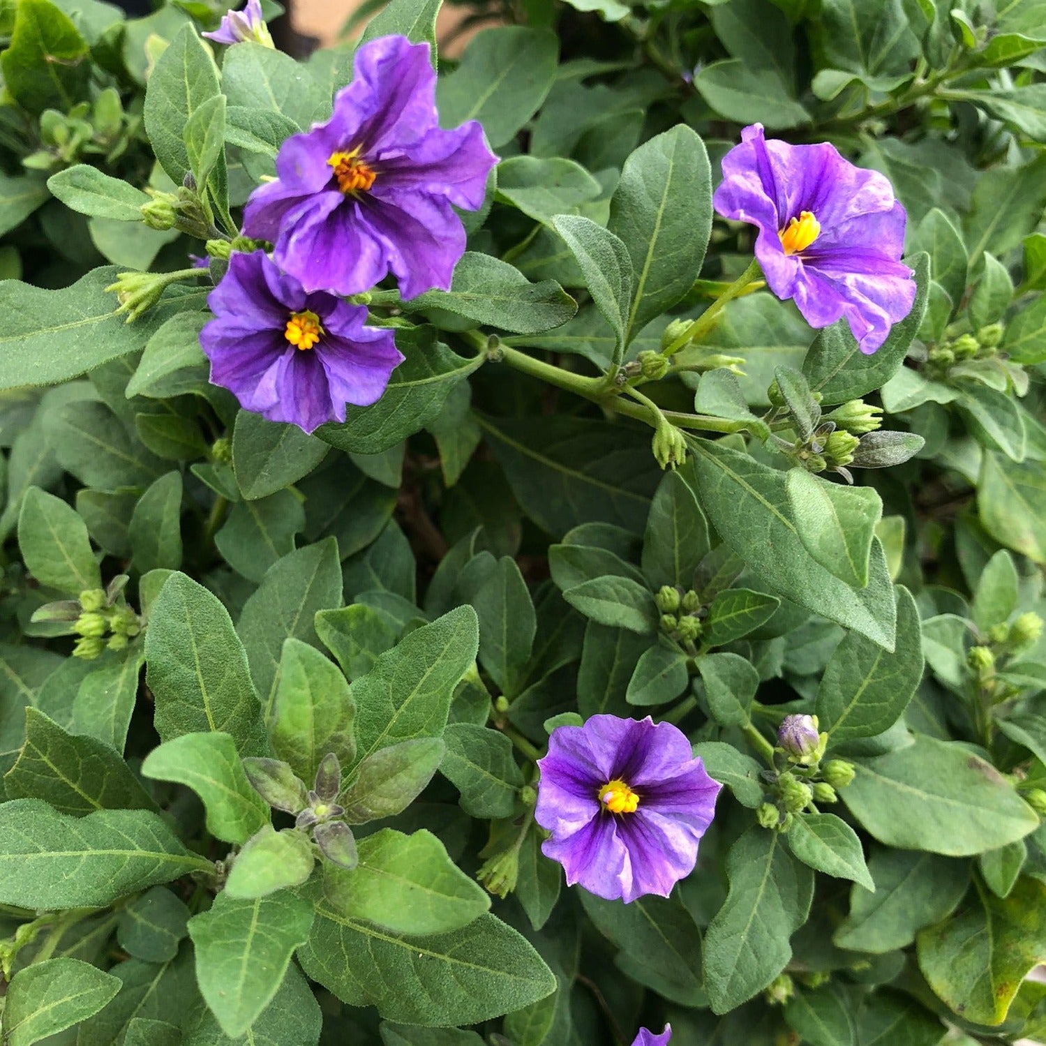 Solanum Blue Fountain P19, on a stem – Windyridge Garden Centre