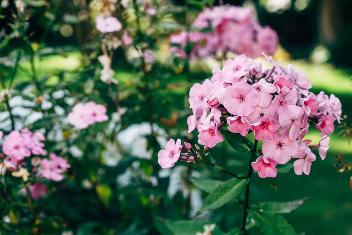 Windyridge Garden Centre – Windyridge Garden Centre