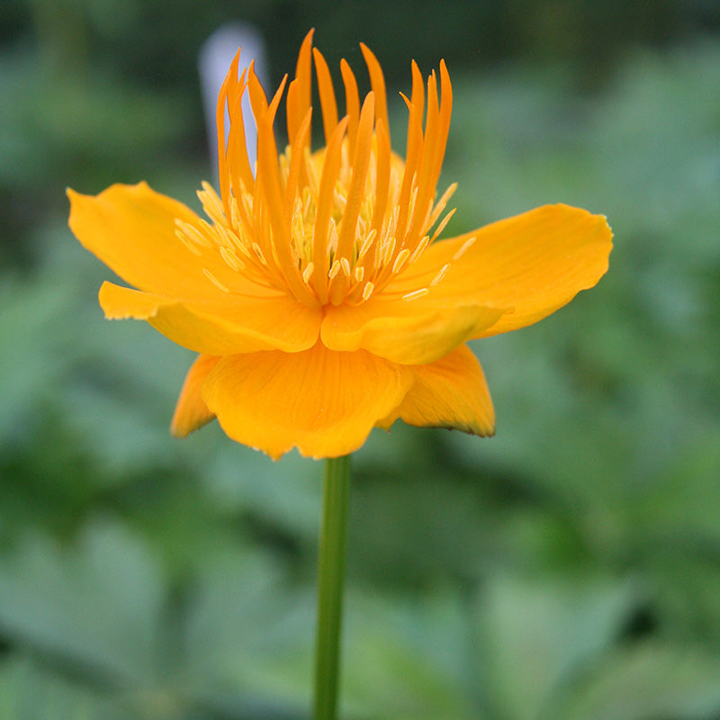 Trollius chin. Golden Queen 2L – Windyridge Garden Centre