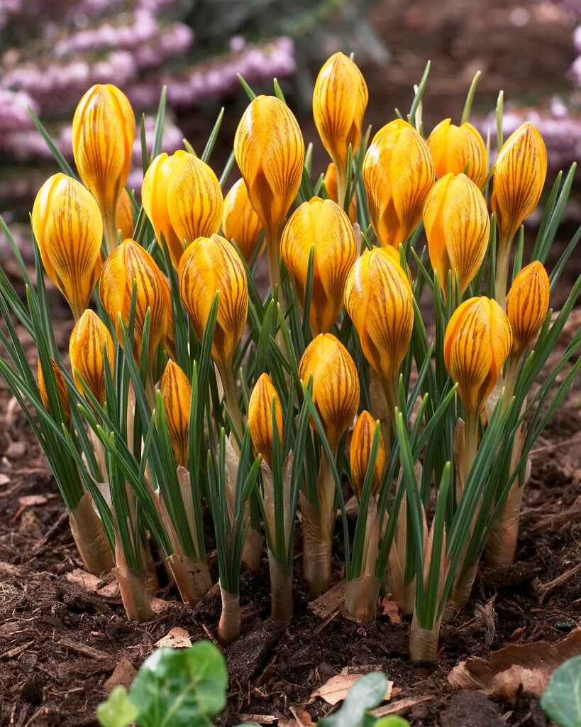 CROCUS SPECIE FUSCOTINCTUS X 15 – Windyridge Garden Centre
