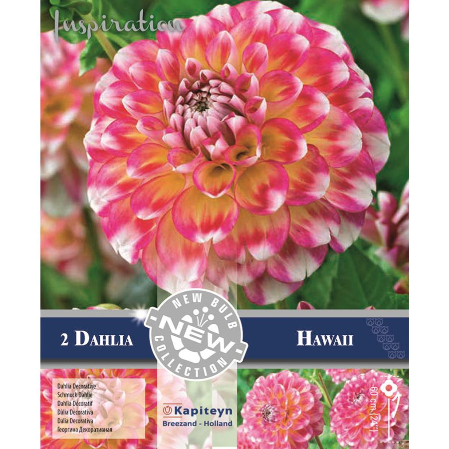 DAHLIA HAWAII – Windyridge Garden Centre
