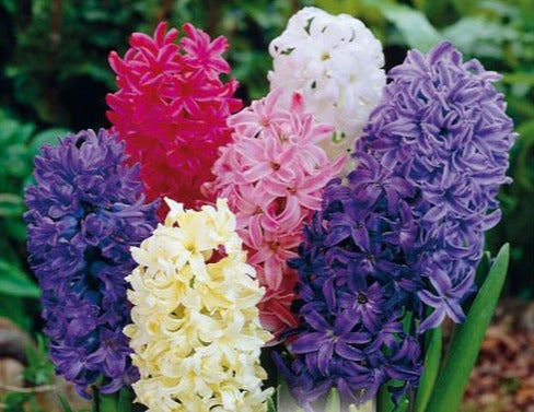 HYACINTHUS MIXED COLOURS X 4 – Windyridge Garden Centre