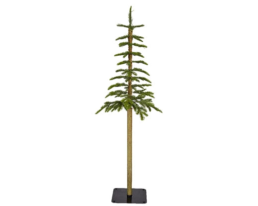 Buy Alpine Fir Tree 6Ft 180Cm Online | Windyridge Garden Centre ...