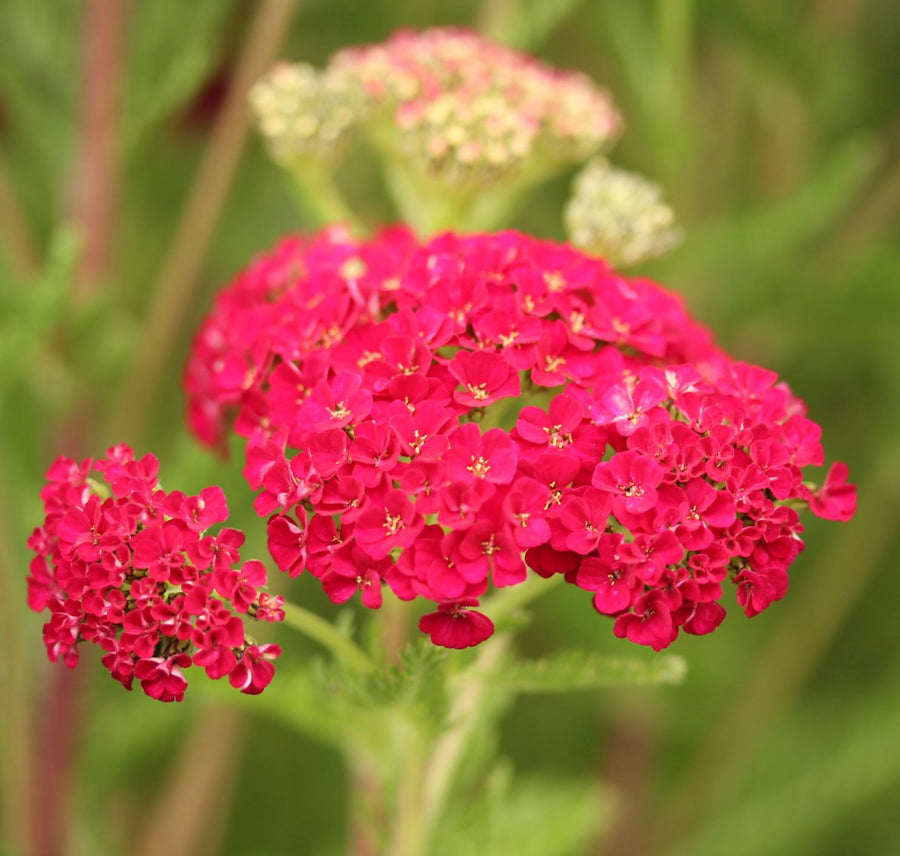 Achillea millefolium Achillea Tutti Pomegranate (2Ltr Pot) – Windyridge ...