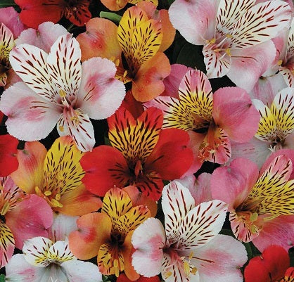Alstroemeria Inca mix – Windyridge Garden Centre