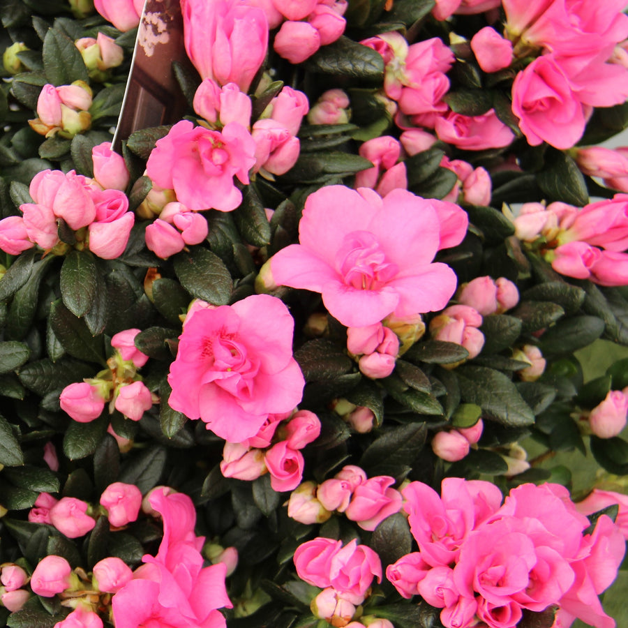 Azalea simsii pink P16 – Windyridge Garden Centre