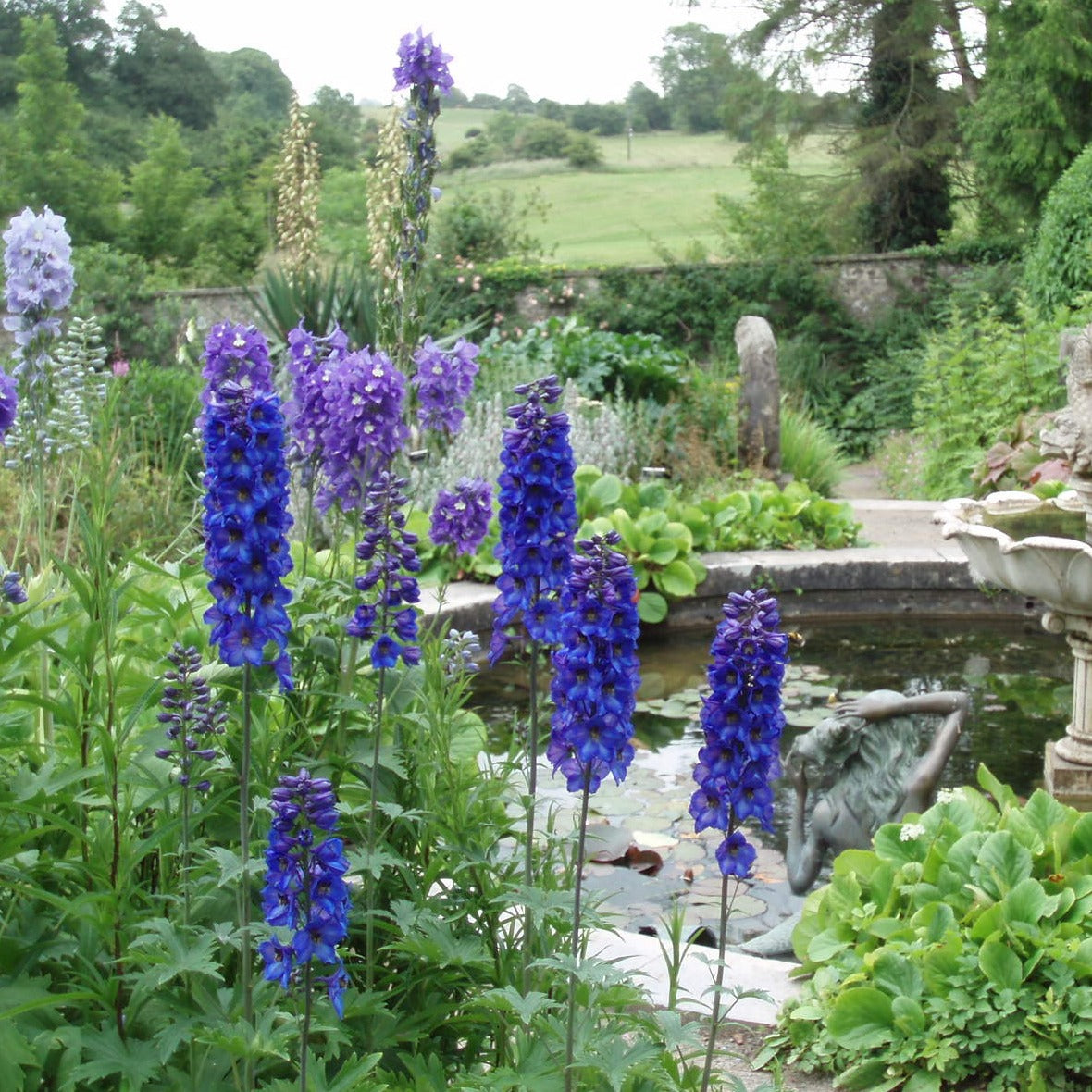 Delphinium Guardian Blue – Windyridge Garden Centre