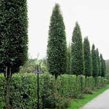 CARPINUS BETULUS LUCAS – Windyridge Garden Centre