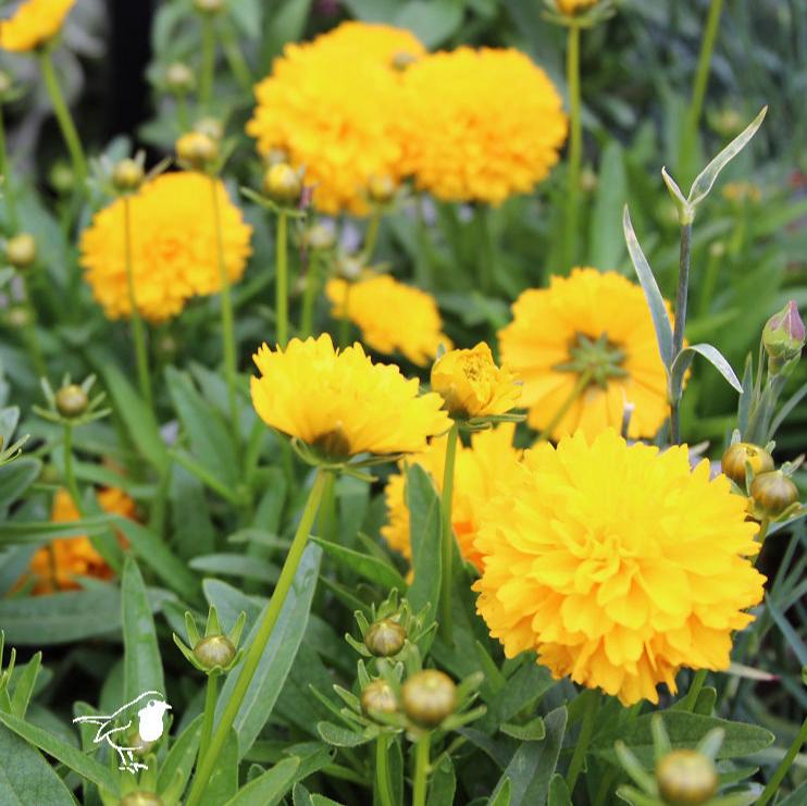 Coreopsis Golden Sphere – Windyridge Garden Centre