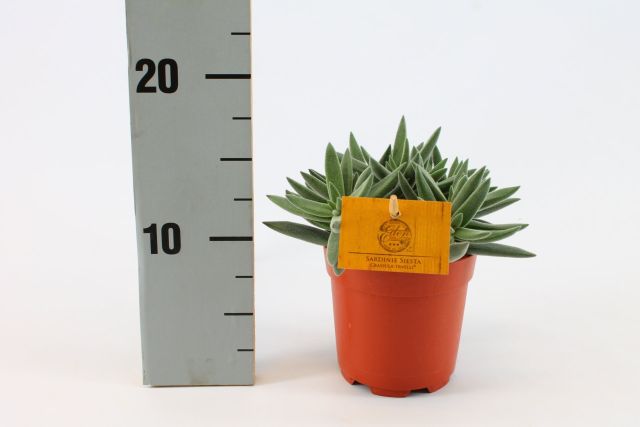Buy Crassula Tenelli Online | Windyridge Garden Centre – Windyridge ...