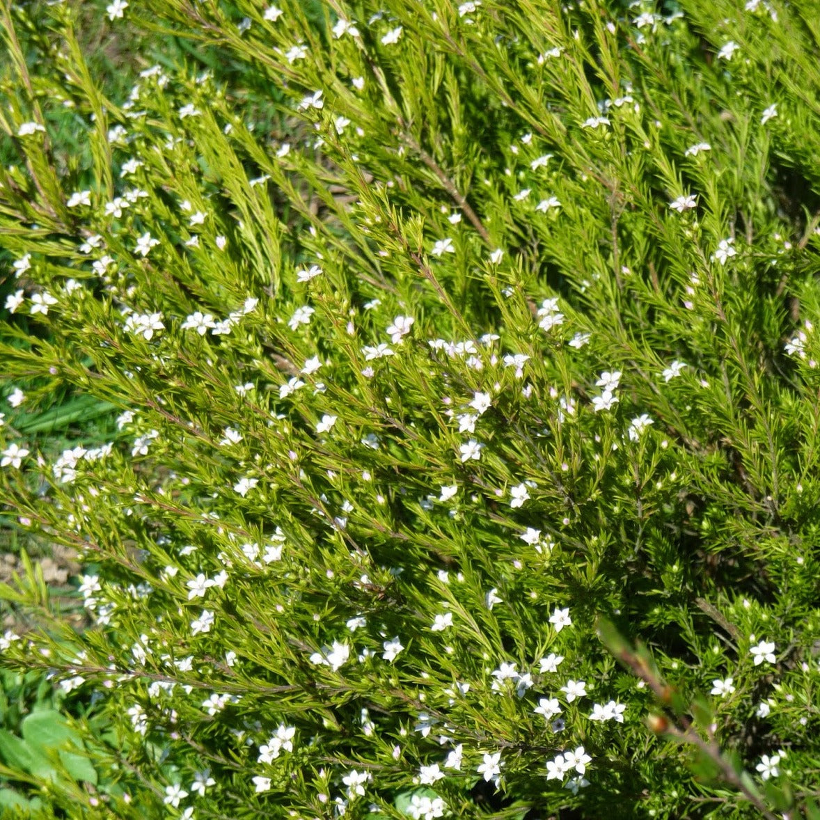 Diosma Sunset Gold – Windyridge Garden Centre