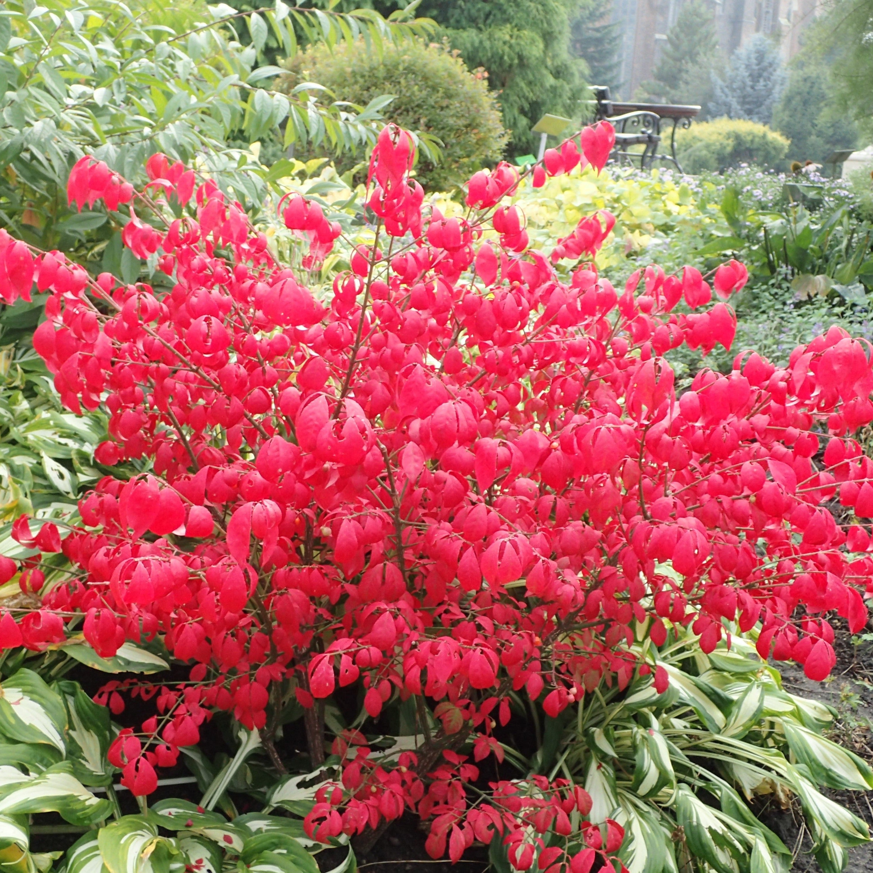 Euonymus Alatus Compactus – Windyridge Garden Centre