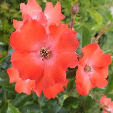 FLOWER CARPET SUNSET – Windyridge Garden Centre
