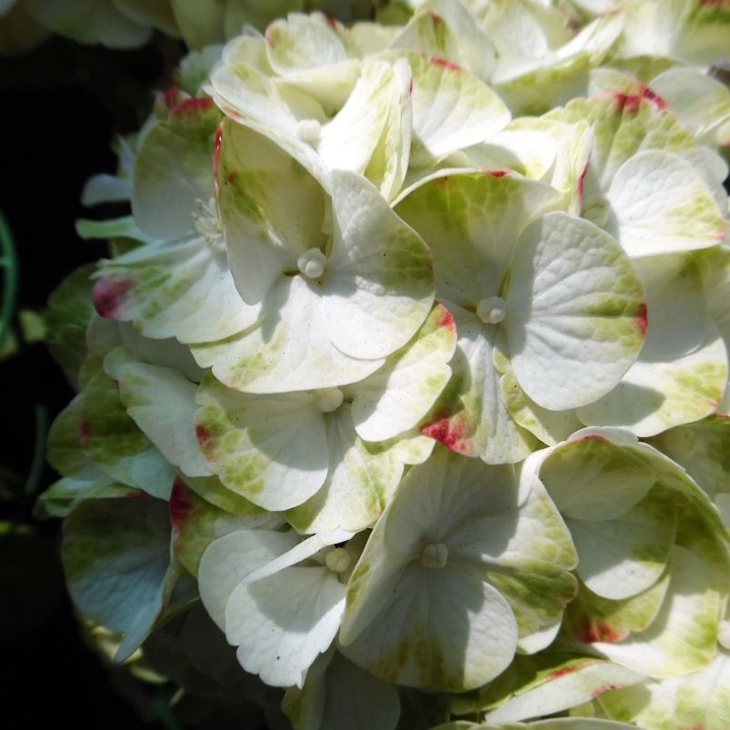 Buy Hydrangea M. Caipirinha 40-50 7.5Ltr Pot Online | Windyridge Garden ...