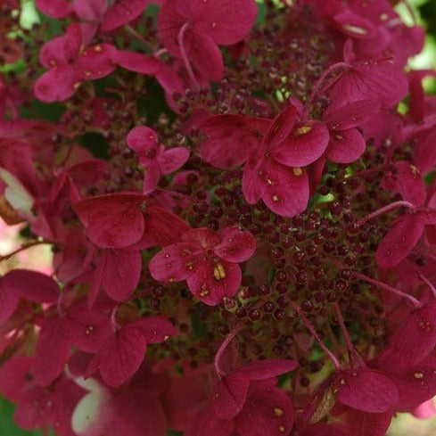 HYDRANGEA PAN. WIMS RED – Windyridge Garden Centre
