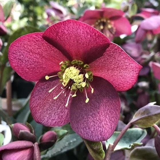 Helleborus (HGC) Ice NRoses early red – Windyridge Garden Centre