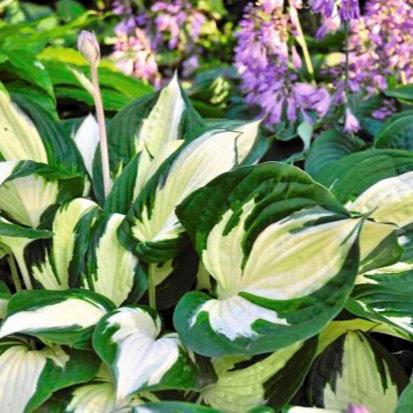 Buy Plantain Lily Hosta Reversed (3Ltr Pot) Online | Windyridge Garden ...