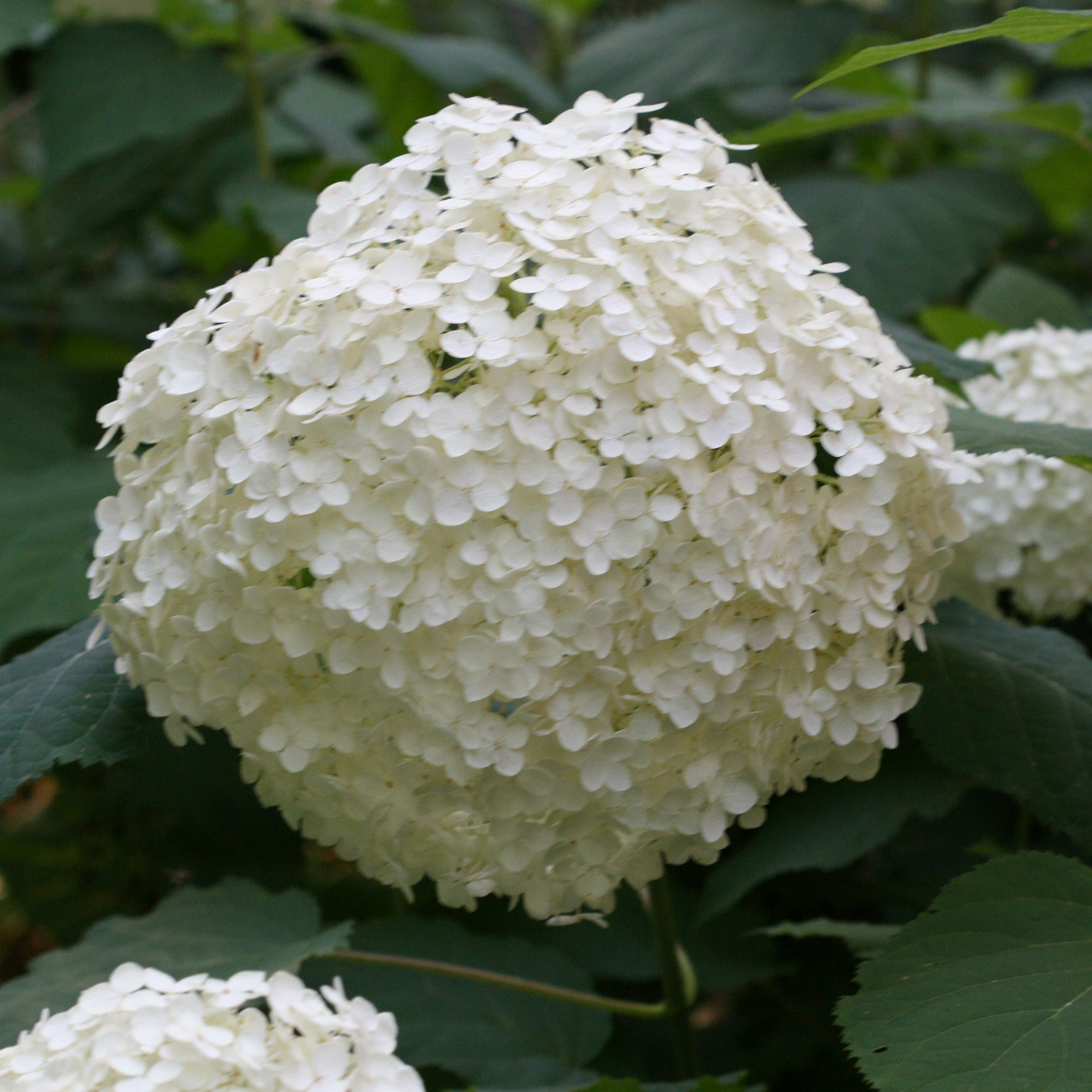 Hydrangea Annabelle – Windyridge Garden Centre