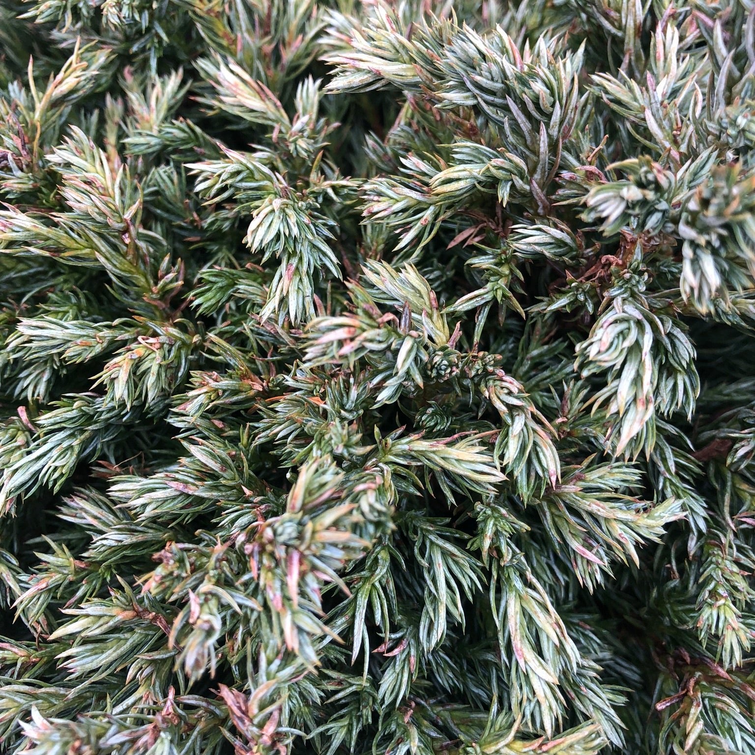 Chamaecyparis pis. Blue Planet – Windyridge Garden Centre