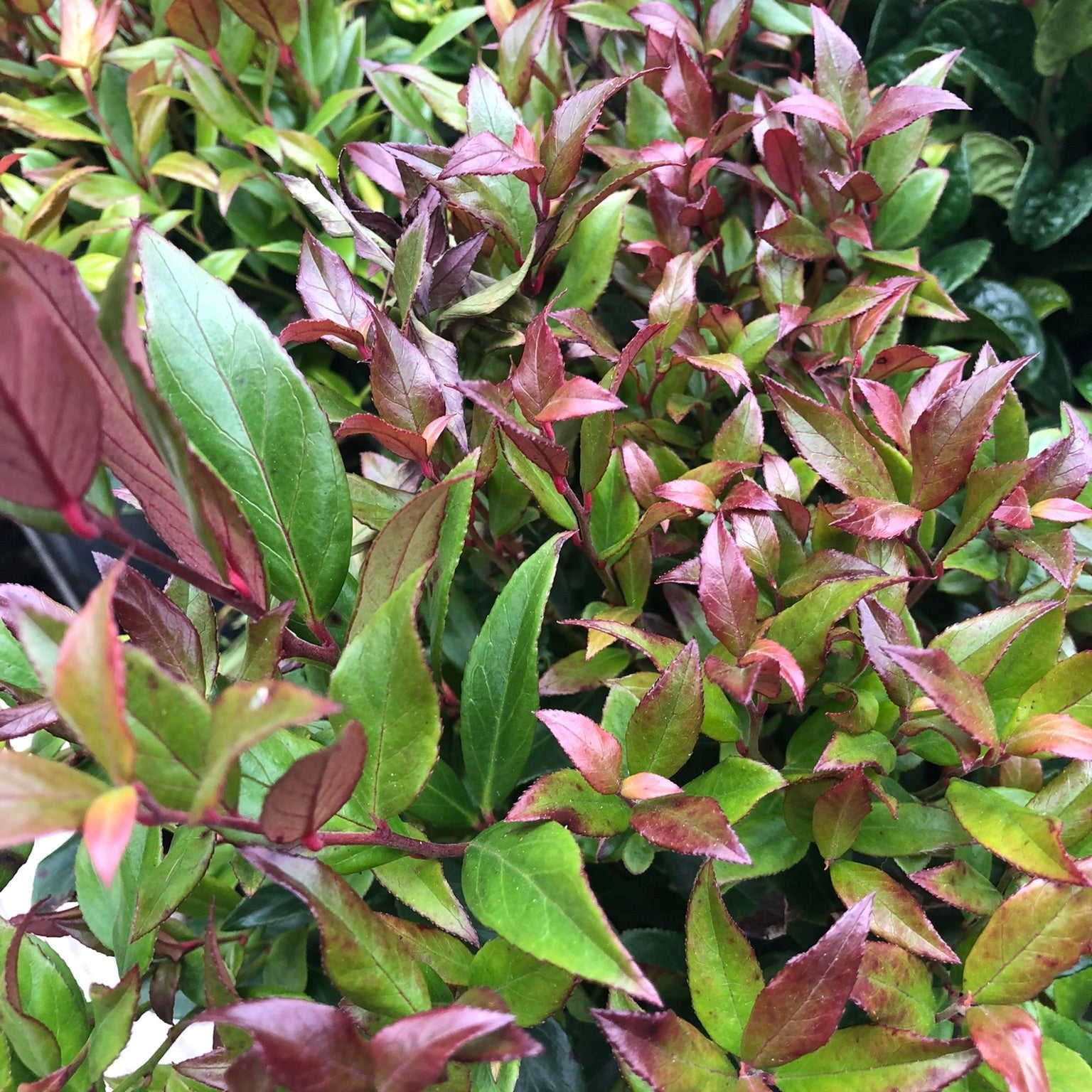 Leucothoe Little Flames – Windyridge Garden Centre