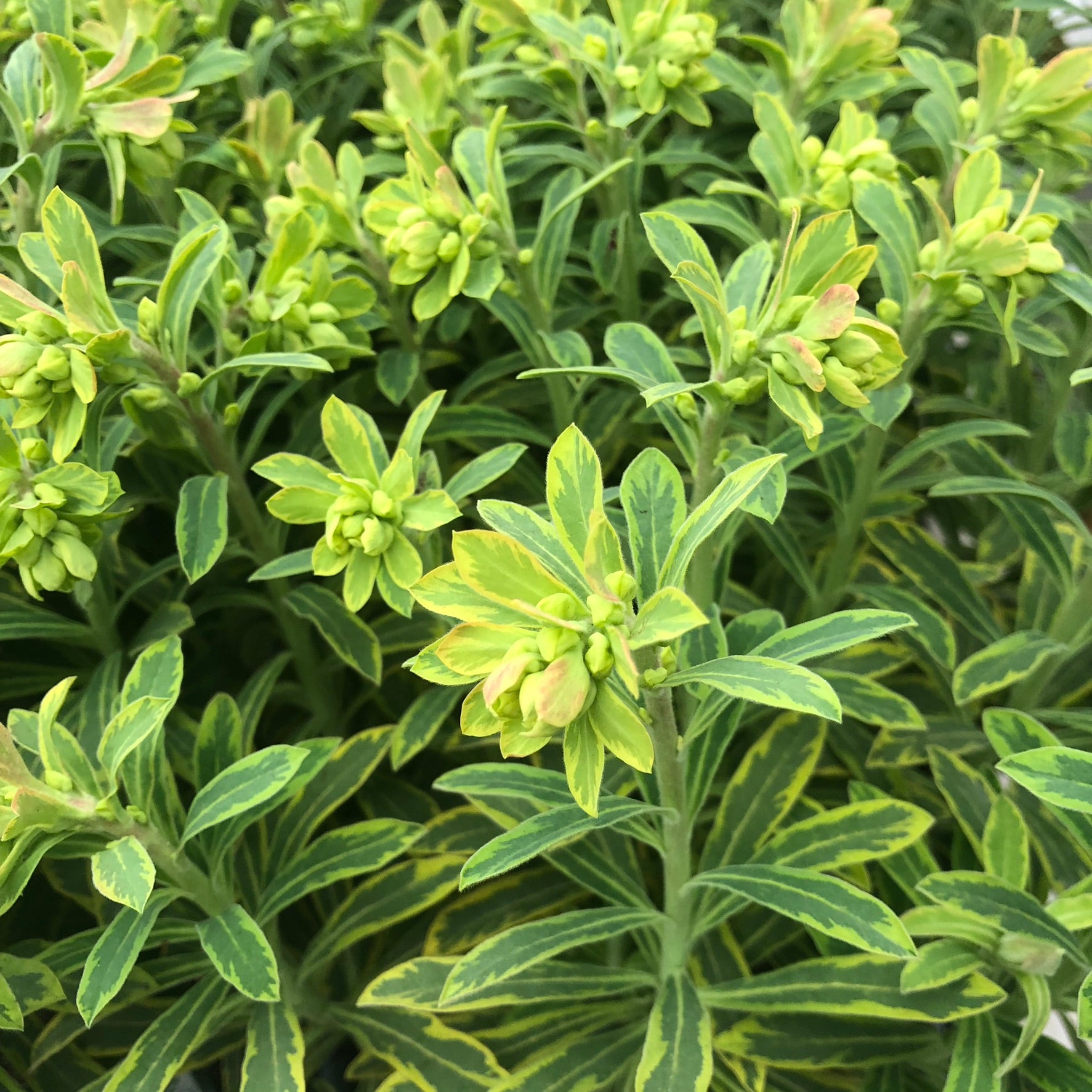 Buy Euphorbia Ascot Rainbow Online | Windyridge Garden Centre ...