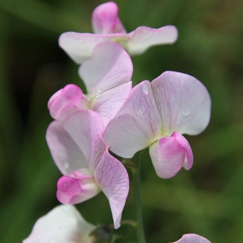 Lathyrus lat. Pink Pearl – Windyridge Garden Centre