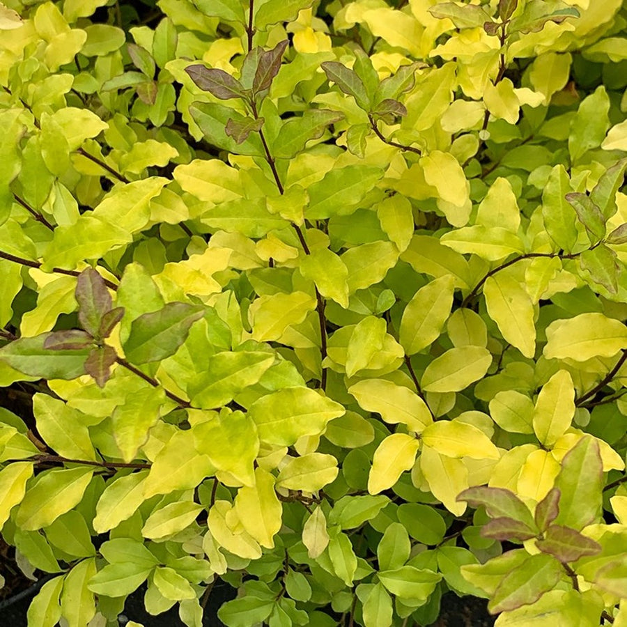 Buy Ligustrum Oval. Lemon & Lime Online | Windyridge Garden Centre ...