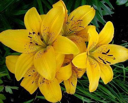 Lilium Yellow Pixie – Windyridge Garden Centre