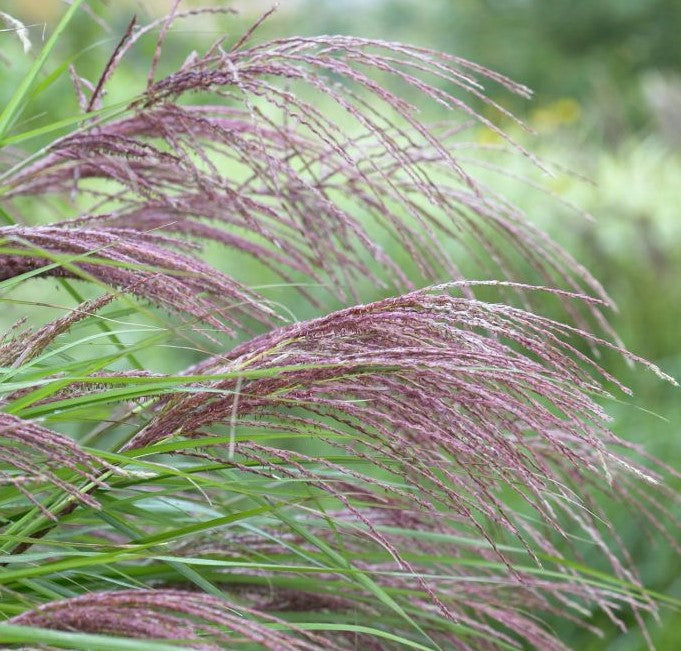 Miscanthus sinensis China – Windyridge Garden Centre