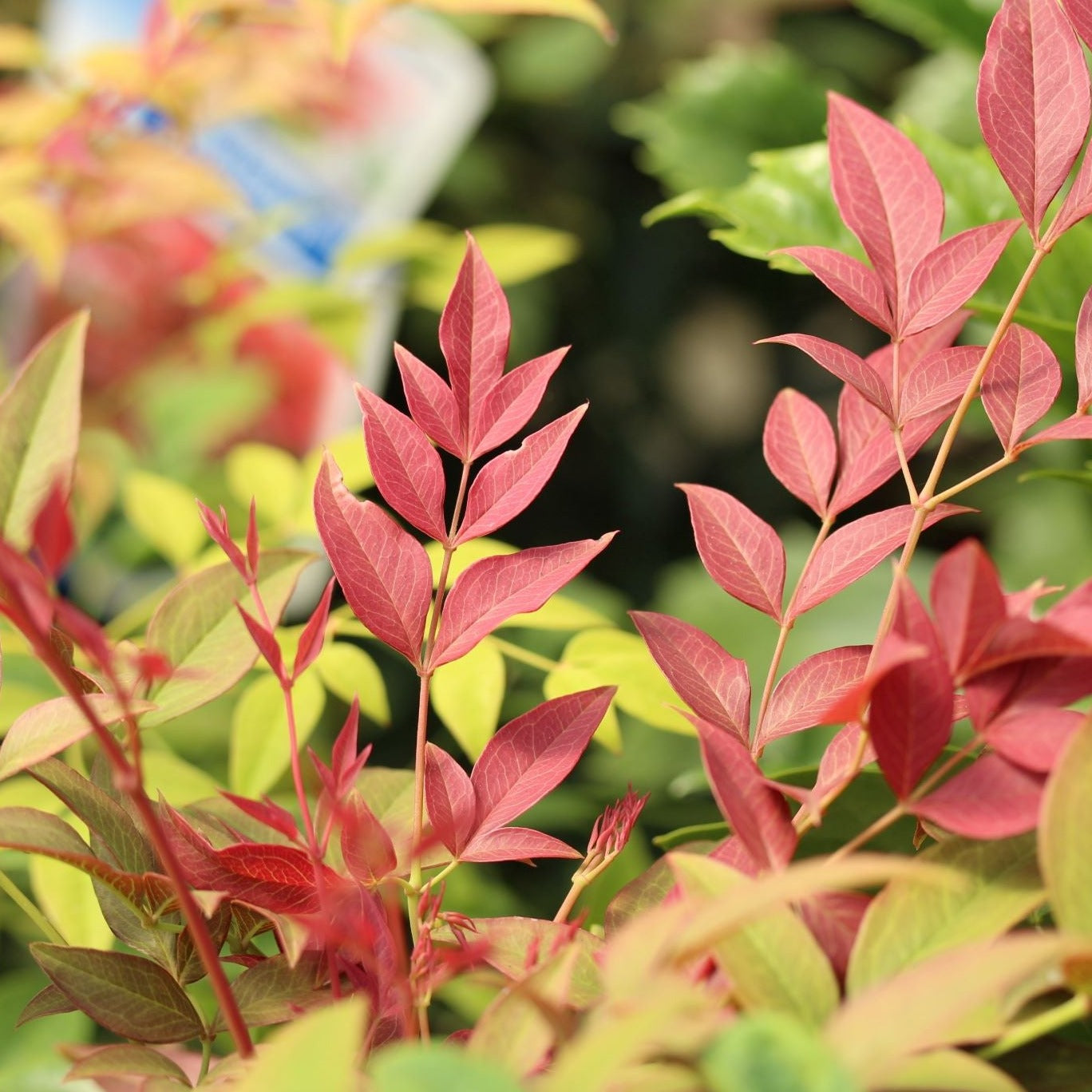 Nandina dom. Obsessed – Windyridge Garden Centre