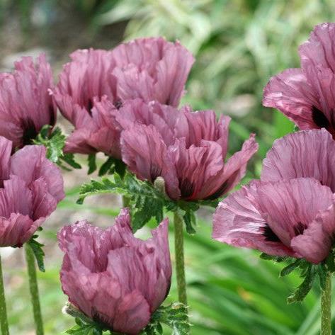 Papaver or. Pattys Plum – Windyridge Garden Centre