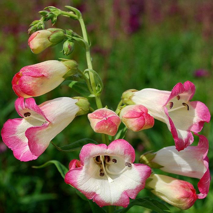 Penstemon Osprey – Windyridge Garden Centre