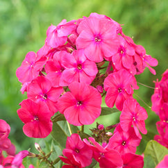 Phlox paniculata Famous Cerise 2lt Pot – Windyridge Garden Centre