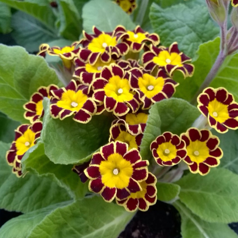 Primula veris Little Queen Red – Windyridge Garden Centre