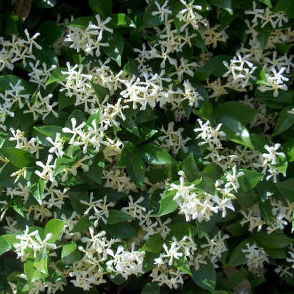 RHYNCOSPERMUM JASMINOIDES H 125 - 150 CM – Windyridge Garden Centre