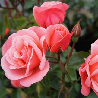 ROSA FASCINATION Half Standard – Windyridge Garden Centre
