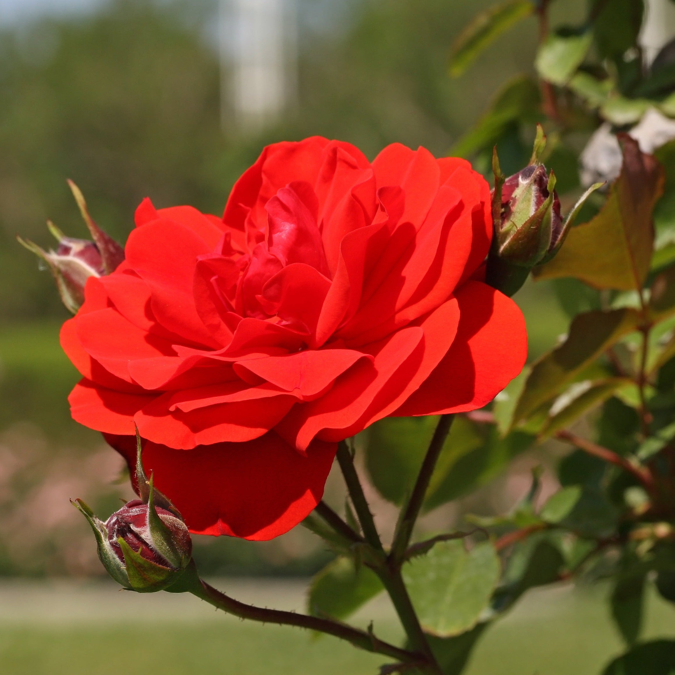 ROSA TRUMPETER Floribunda – Windyridge Garden Centre