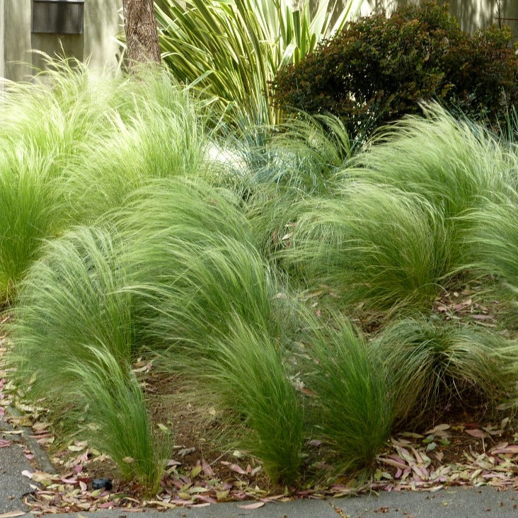 Stipa tenuissima Ponytails 12cm Pot – Windyridge Garden Centre