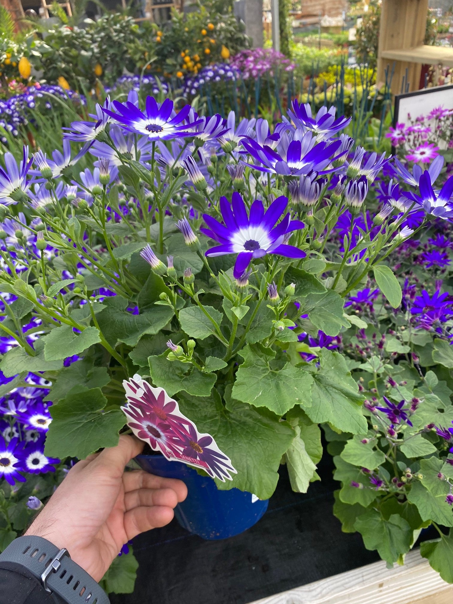 Senetti Bicolour Blue – Windyridge Garden Centre