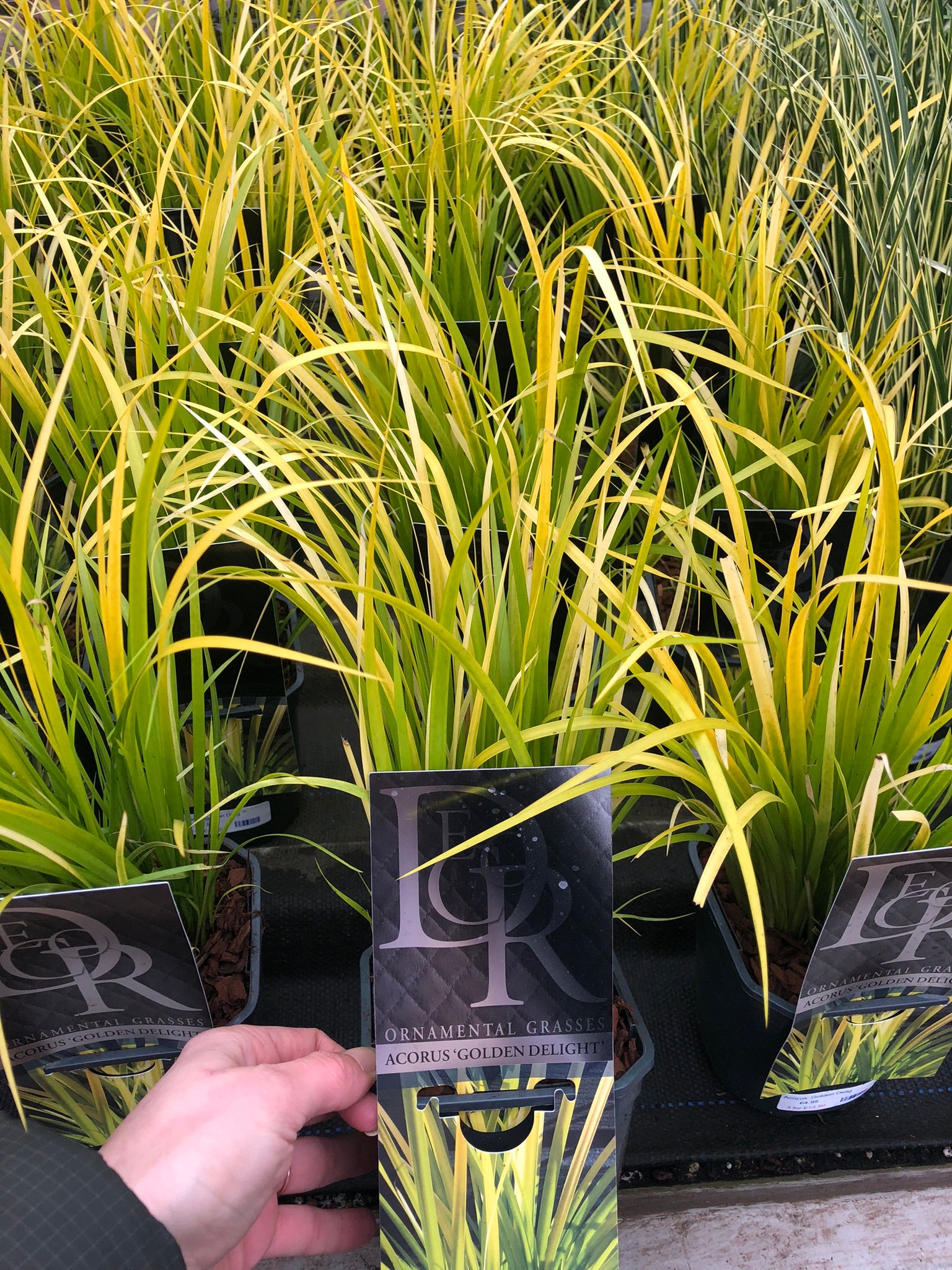 Acorus Golden Delight – Windyridge Garden Centre