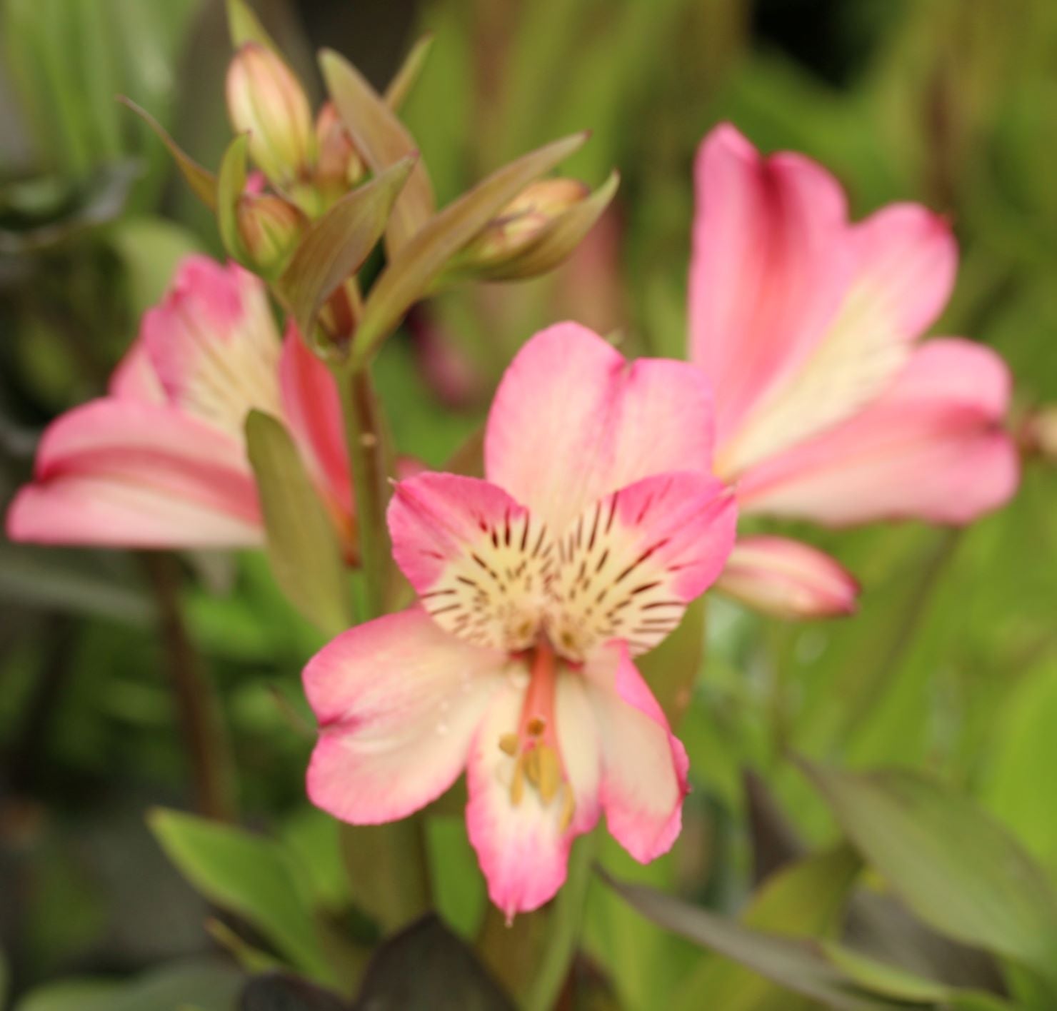 Buy Alstroemeria Summer Break Online | Windyridge Garden Centre ...