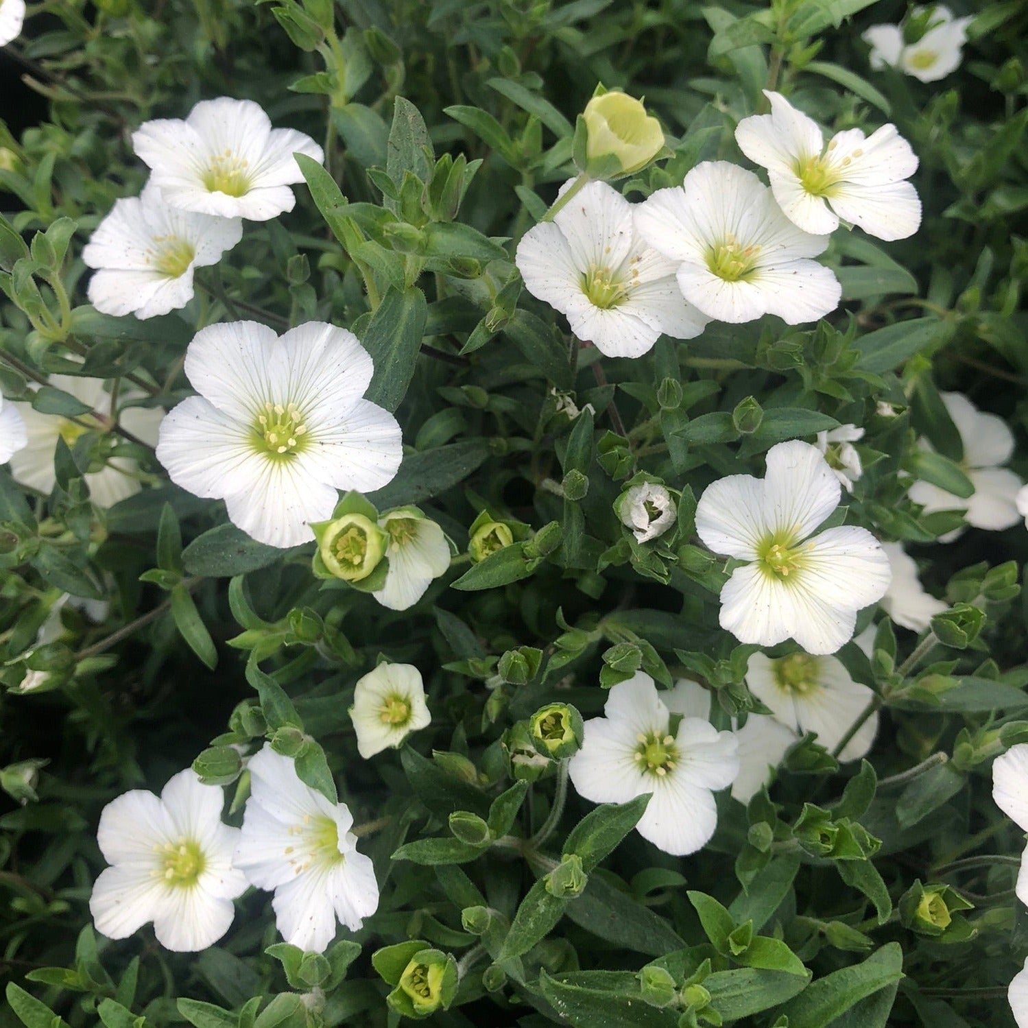 Arenaria 3 Ltr – Windyridge Garden Centre