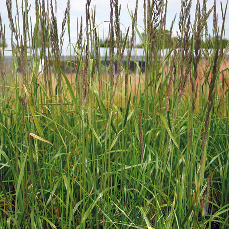 Calamagrostis acut. Karl Foerster 2L, square pot – Windyridge Garden Centre
