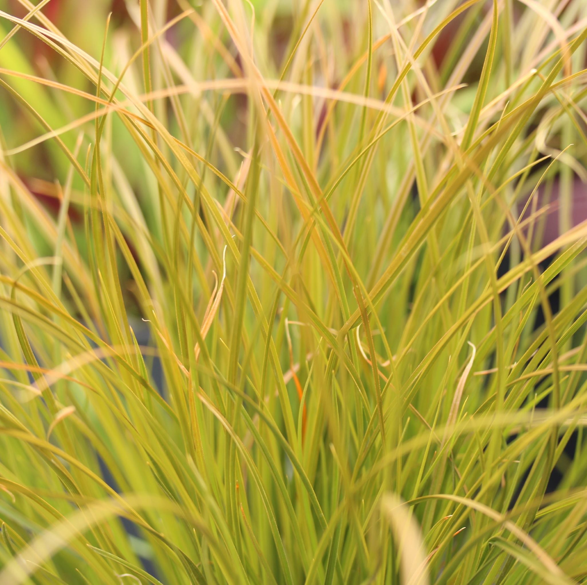 Carex prairie fire – Windyridge Garden Centre